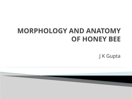 Morphology of Honey Bees.ppt