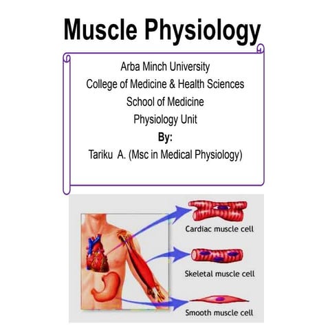 Muscle Physiology muscle is important tissue in maintenance of body ...