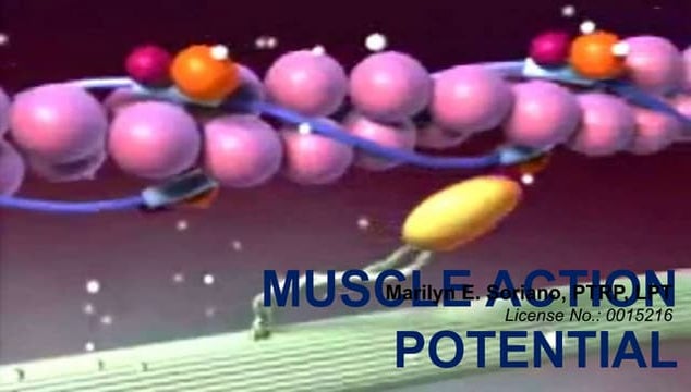 Muscle Contraction Animation