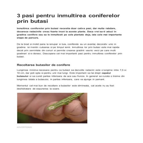 3 pasi pentru inmultirea coniferelor prin butasi | DOCX