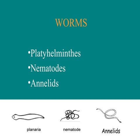 Flatworms, roundworms, segmented worms | PPTX