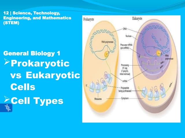 Lesson 3 Prokaryotic vs Eukaryotic Cell | PDF