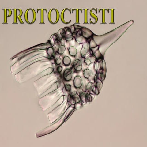 Protisti | PPT