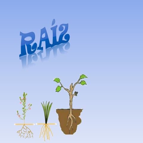 LA RAIZ CONCEPTO Y SUS PARTES TIPOS Y EJEMPLOS | PPTX