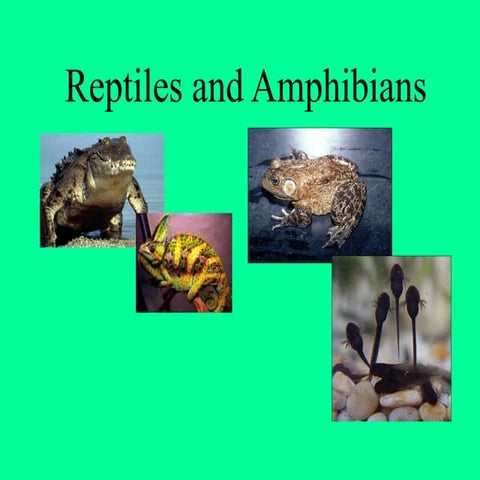 3rdGradeReptilesandAmphibians.ppt