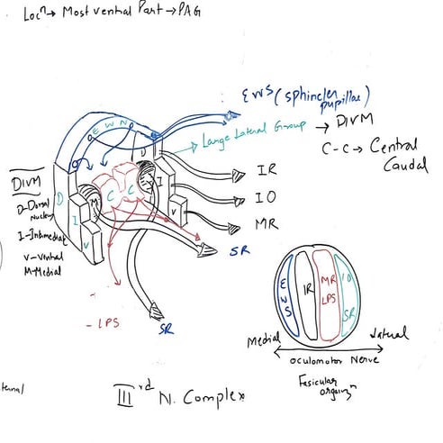 3rd nerve nucleus complex.pdf