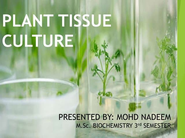 Micropropagation stage, plant tissue culture | PPT