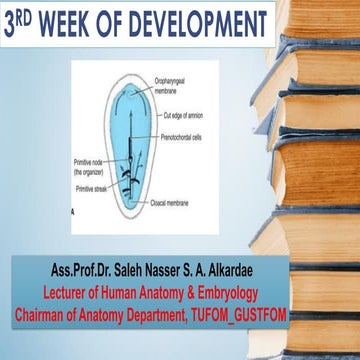 3RD WEEK OF DEVELOPMENT(4).pdf