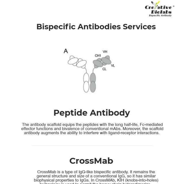 CrossMab | PDF | Diseases and Conditions | Medical Health