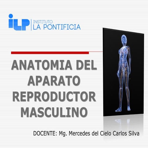 Aparato Reproductor Masculino | PPT