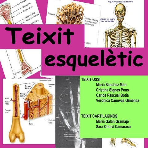3ST Teixit esquelètic | PPT