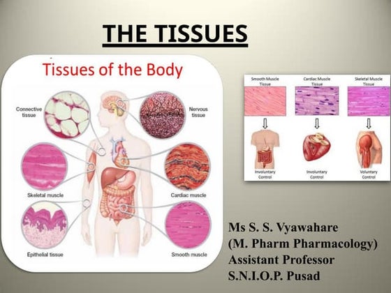 Tissues, types and functions(Anatomy)- Easy explanation | PDF ...
