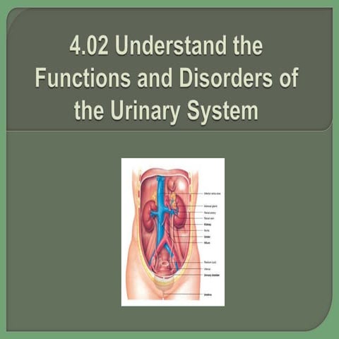 Functions and Disorders of Urinary System | PPTX