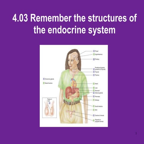 Structures of the Endocrine System | PPT