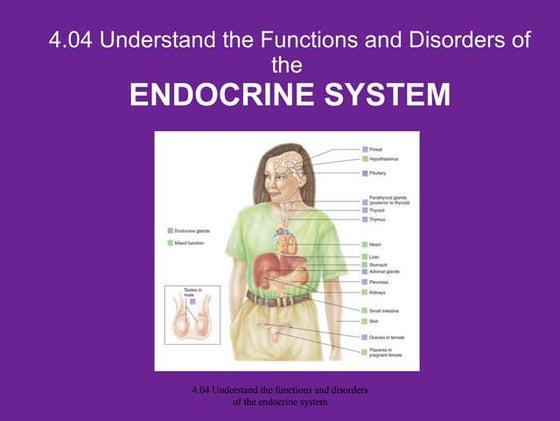 The endocrine system | PPT