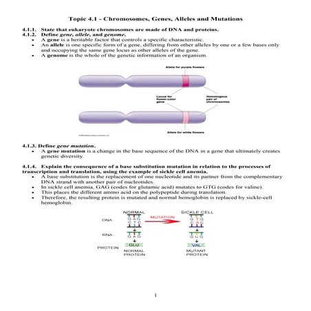 4.1 chromosomes, genes, alleles & mutations notes | DOC