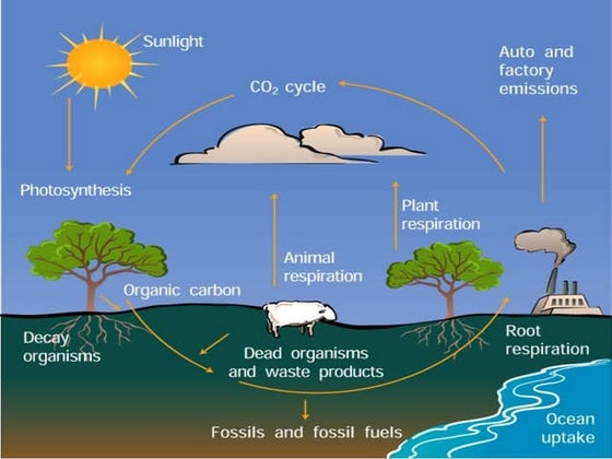 Carbon dioxide and oxygen cycle | PPTX