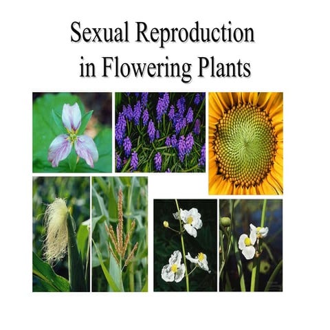 Biology Form 5 Chapter 4 : 4.5 Reproduction in flowering plants | PPT