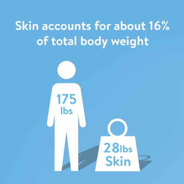 Health Fact: Skin accounts for about 16% of your total weight | PDF ...