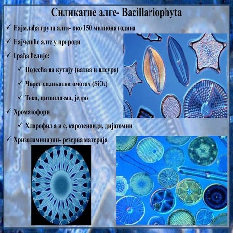 4. Silikatne alge | PPTX