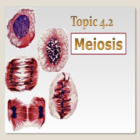 4.2 meiosis | PPT