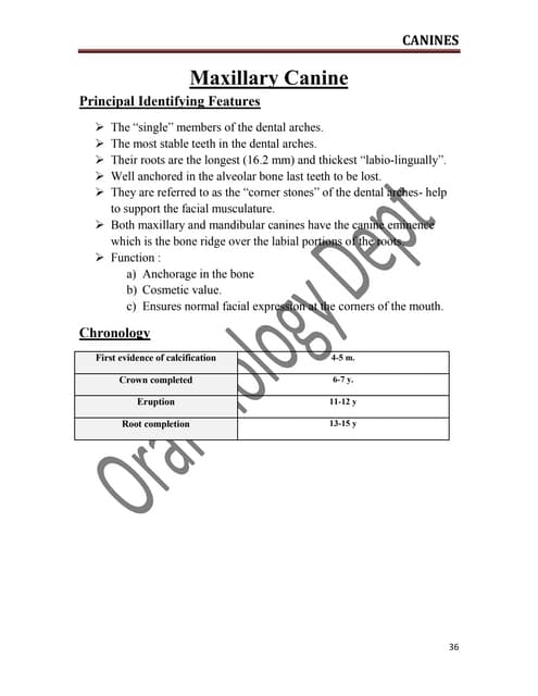 PERMANENT MAXILLARY CANINE | PPT