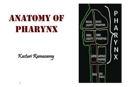 Anatomy of pharynx | PPT