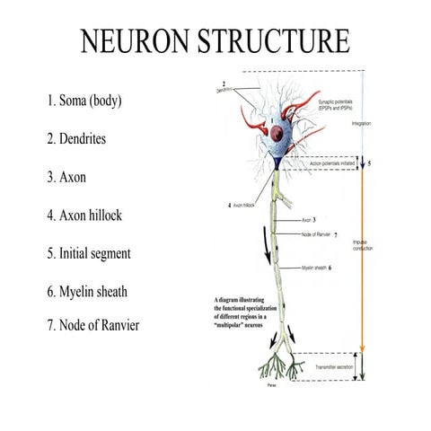 Neuron Structure | PPT