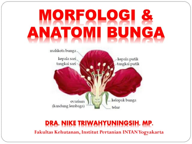 Laporan praktikum 7 rumus bunga dan diagram bunga (morfologi tumbuhan ...