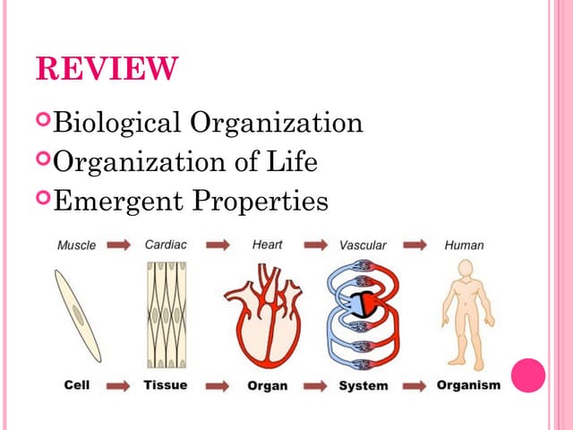Anatomy and physiology of human tissues.pptx
