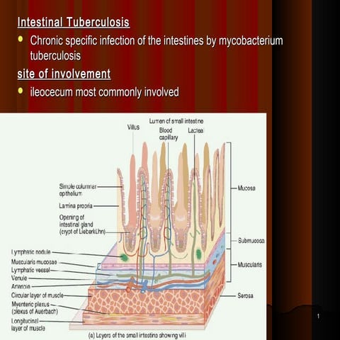 4.intestine2 | PPT