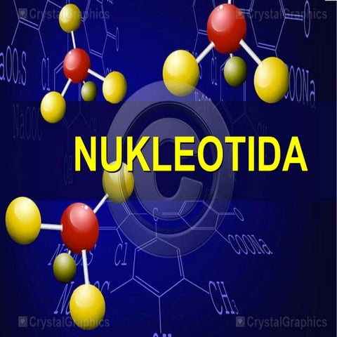 4. nukleotida | PPT
