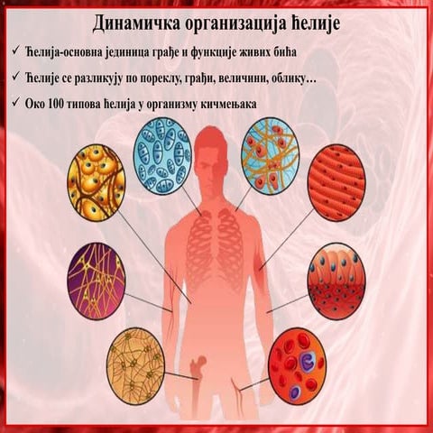 4. Dinamicka organizacija celije | PPT