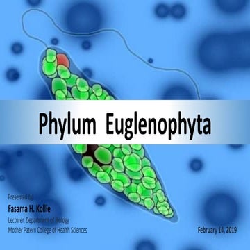 Phylum Euglenophyta (Euglena) | PPTX | Biological Sciences | Science