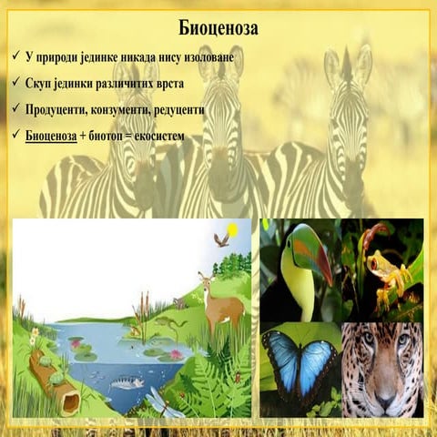 4. Biocenoza i odnosi u biocenozi | PPT