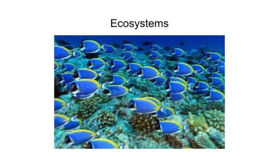 Lesson 4 adaptations | PPT | Geography | Science