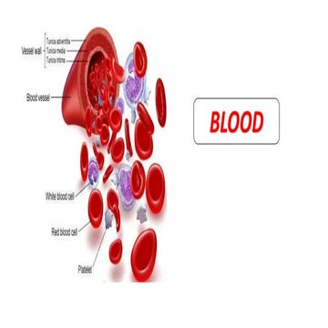 Physiology of Blood | PPT