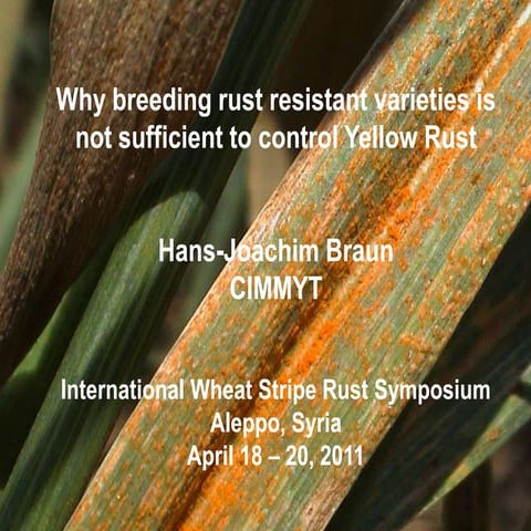 Management of yellow rust in wheat | PPT