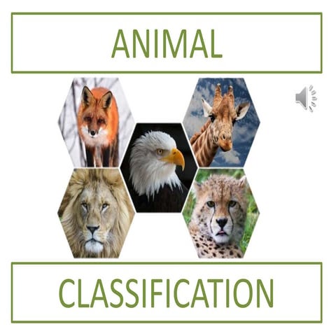 Animals classification | PPT