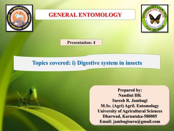 Digestive System Of Cockroach Ppt