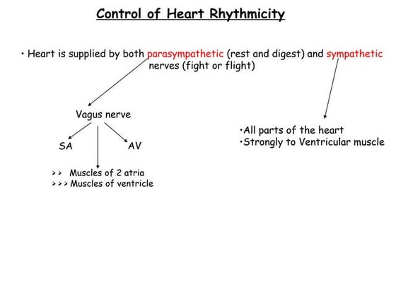 Conducting system of the heart | PPTX | Heart and Cardiovascular ...