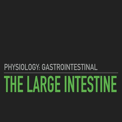 4. the large intestine | PPT