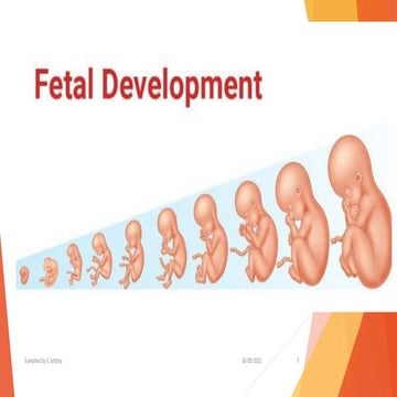 4. Fetal development.pdf
