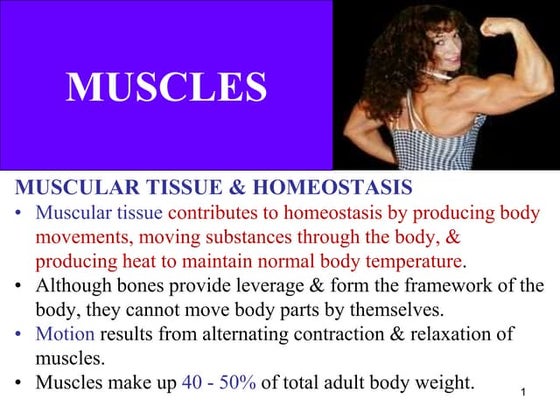 The Muscular System | PPT