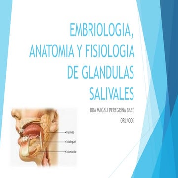 4.5 Glandulassalivales.pptx