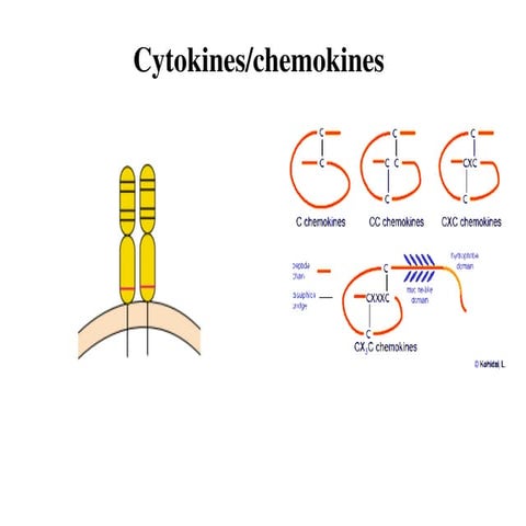 4.3. Cytokines.pdf