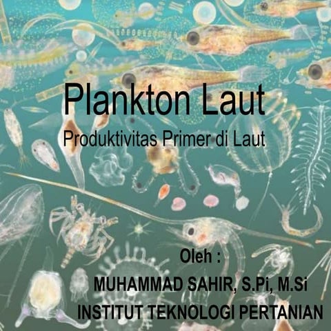 4. Plankton Laut.pptx