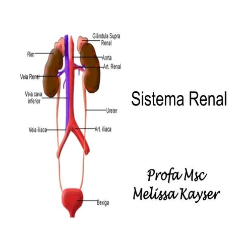 Sistema Renal: Funções e Estrutura | PPT