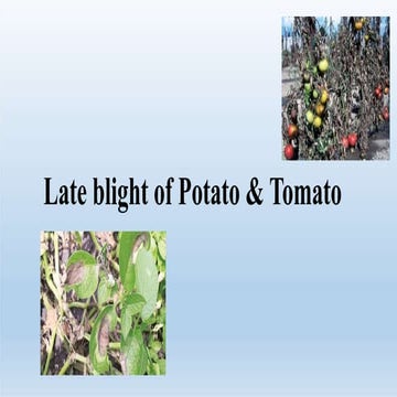 Diseases of Potato | PPTX