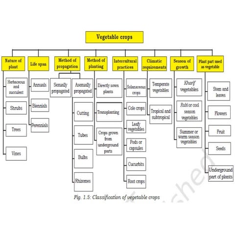 4. Classification of vegetables crops.pptx